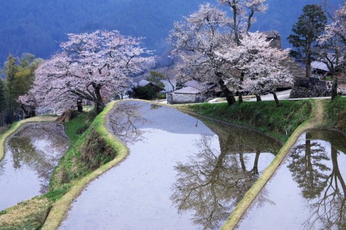 Japan’s Vanishing Terraced Rice Fields | Spoon & Tamago