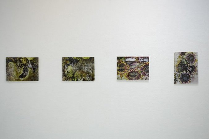 Locked in the ether: photographs of flowers in thawing ice by Kenji ...