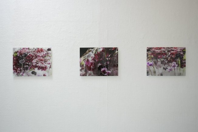 Locked in the ether: photographs of flowers in thawing ice by Kenji ...