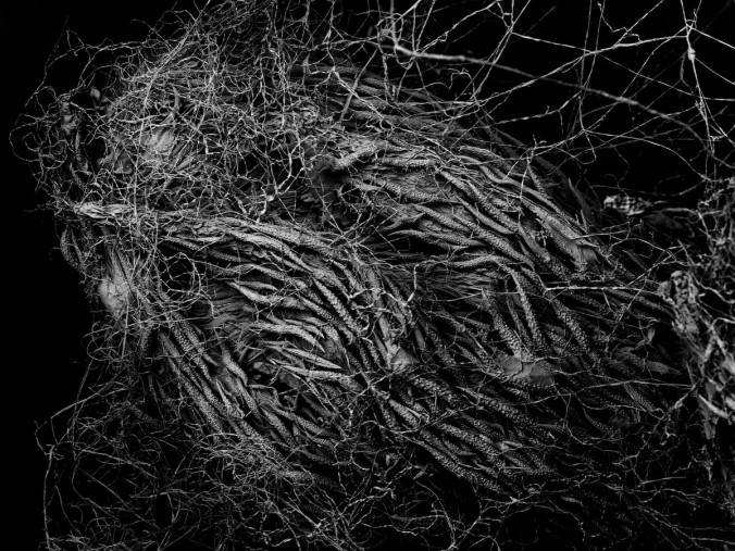 Decaying Plants Photographed Under a Scanning Electron Microscope by ...