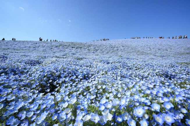 Go See 5.3 Million Baby Blue Eye Flowers at Hitachi Seaside Park in ...
