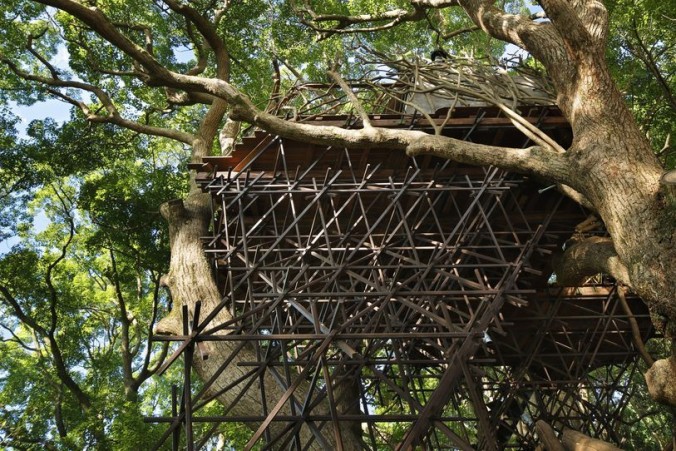 Japan’s Largest Treehouse is a Sprawling Structure Built Around a 300 ...