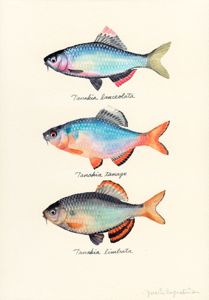 Yusei Nagashima: an artist who paints nothing but fish | Spoon & Tamago