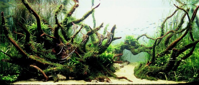 The Majestic Aquariums of the Tokyo Aquascape Union | Spoon & Tamago