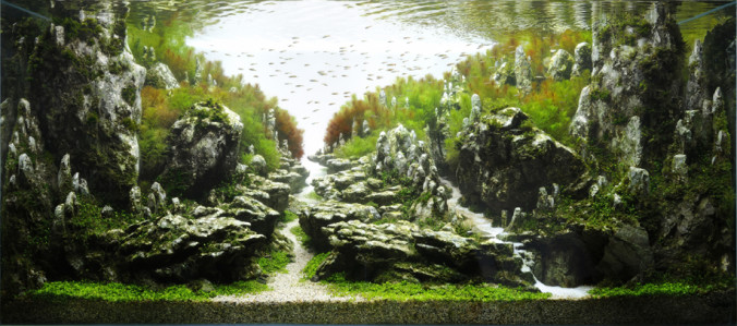 The Majestic Aquariums of the Tokyo Aquascape Union | Spoon & Tamago