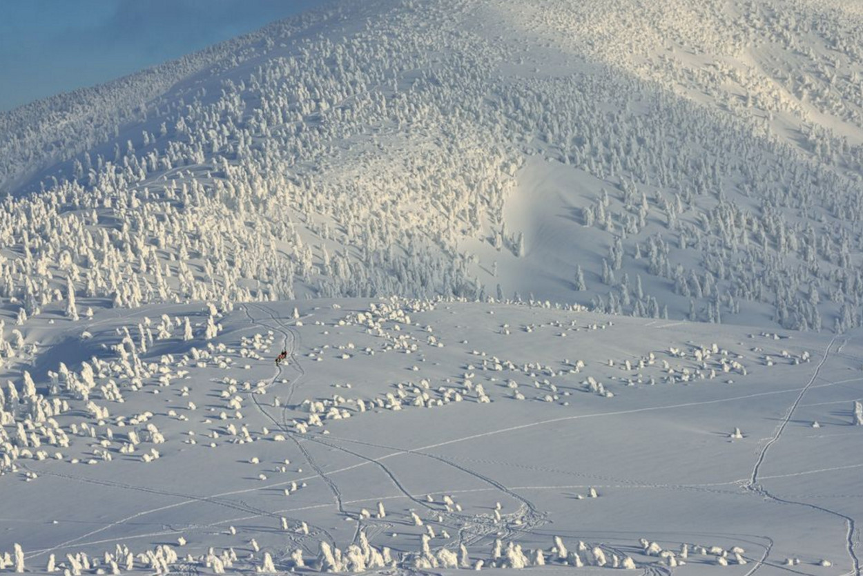 Sho Shibata Captures the Snow Monsters of Northern Japan | Spoon & Tamago