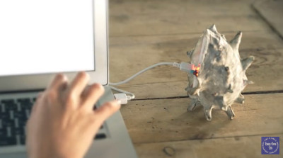 Radios Made From Real Turban Seashells | Spoon & Tamago