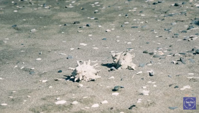 Radios Made From Real Turban Seashells | Spoon & Tamago