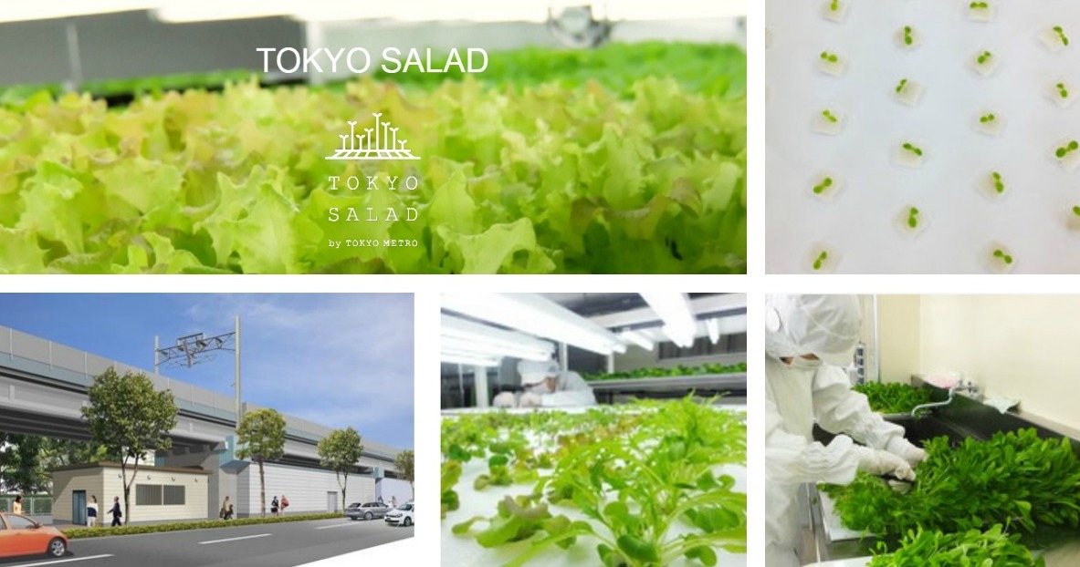 Tokyo Salad: Hydroponic Greens Grown Under the Tokyo Metro Tozai Line ...