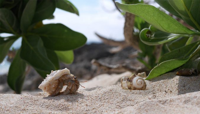 A Real Estate Company Created New Homes for Hermit Crabs | Spoon & Tamago