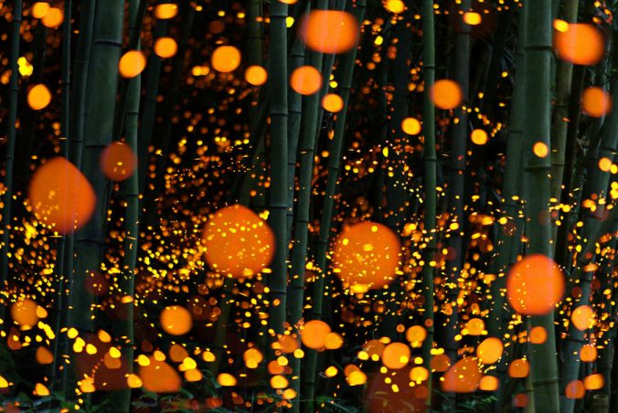 Magical Photographs of Fireflies from Japan’s 2016 Summer | Spoon & Tamago