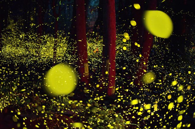 Magical Photographs of Fireflies from Japan’s 2016 Summer | Spoon & Tamago