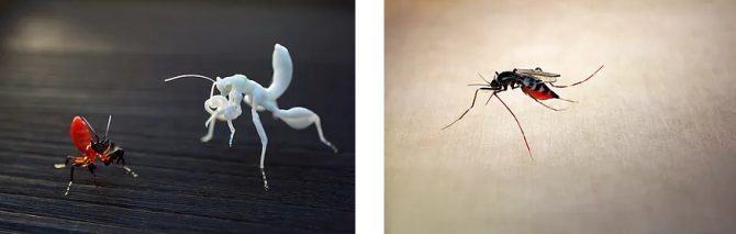 Realistic Glass Insects Sculpted to Scale by Yuki Tsunoda | Spoon & Tamago