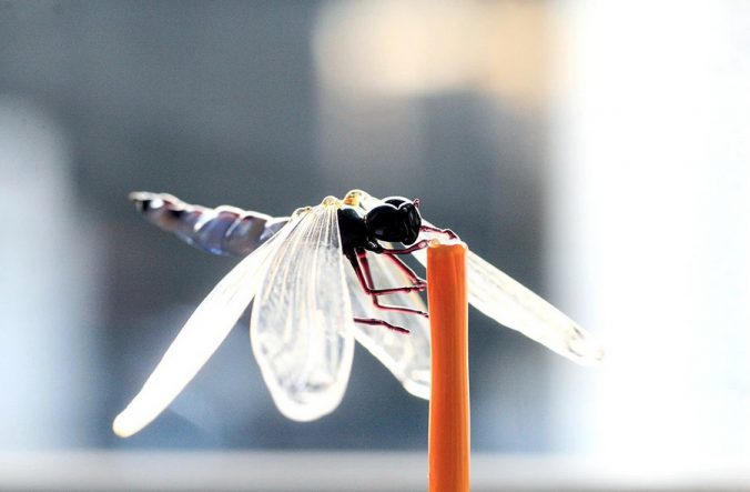 Realistic Glass Insects Sculpted to Scale by Yuki Tsunoda | Spoon & Tamago