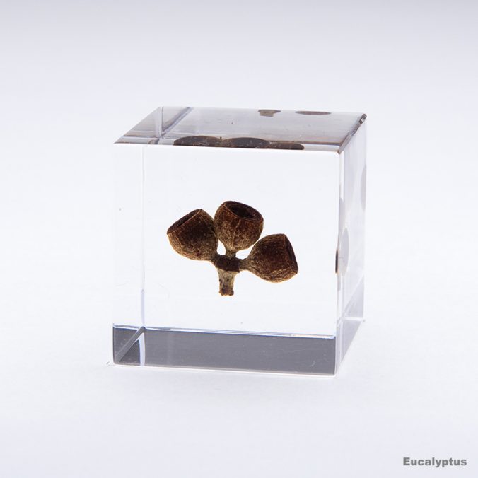 New Objects of Nature Preserved in Acrylic Cubes | Spoon & Tamago