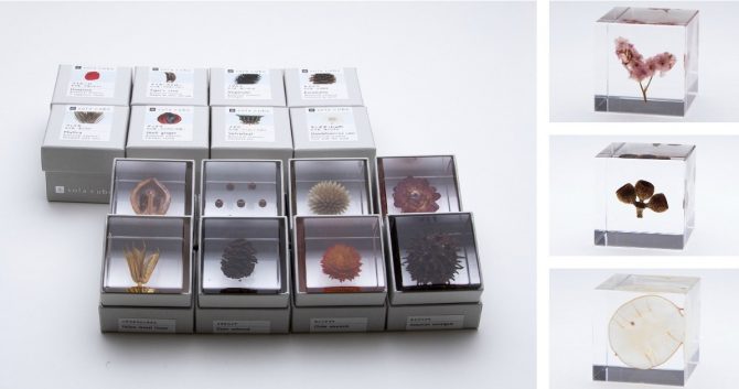 New Objects of Nature Preserved in Acrylic Cubes | Spoon & Tamago