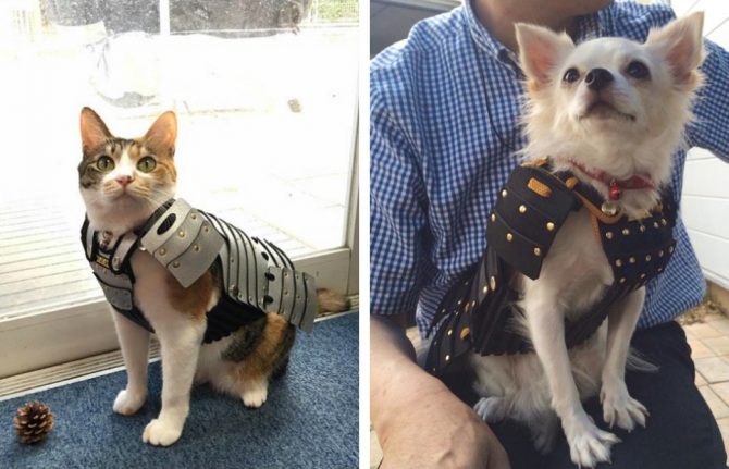 Samurai Pet Armor is Here to Prepare Your Cats and Dogs for Battle ...