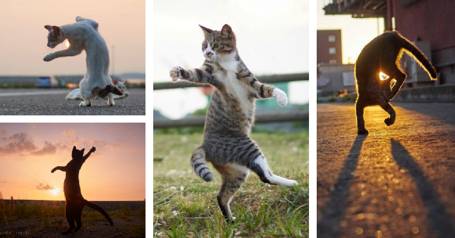 Dynamic Poses Cats