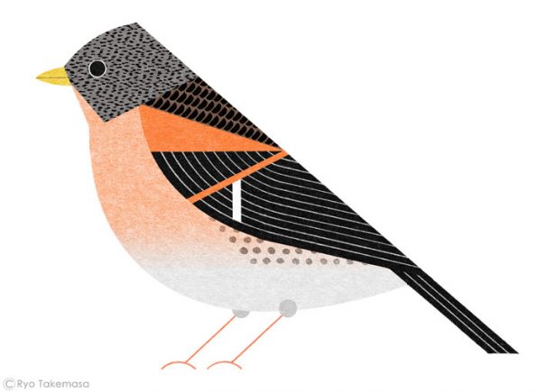 The Birds of Tokyo Beautifully Illustrated by Ryo Takemasa | Spoon & Tamago