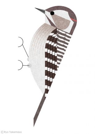 The Birds of Tokyo Beautifully Illustrated by Ryo Takemasa | Spoon & Tamago