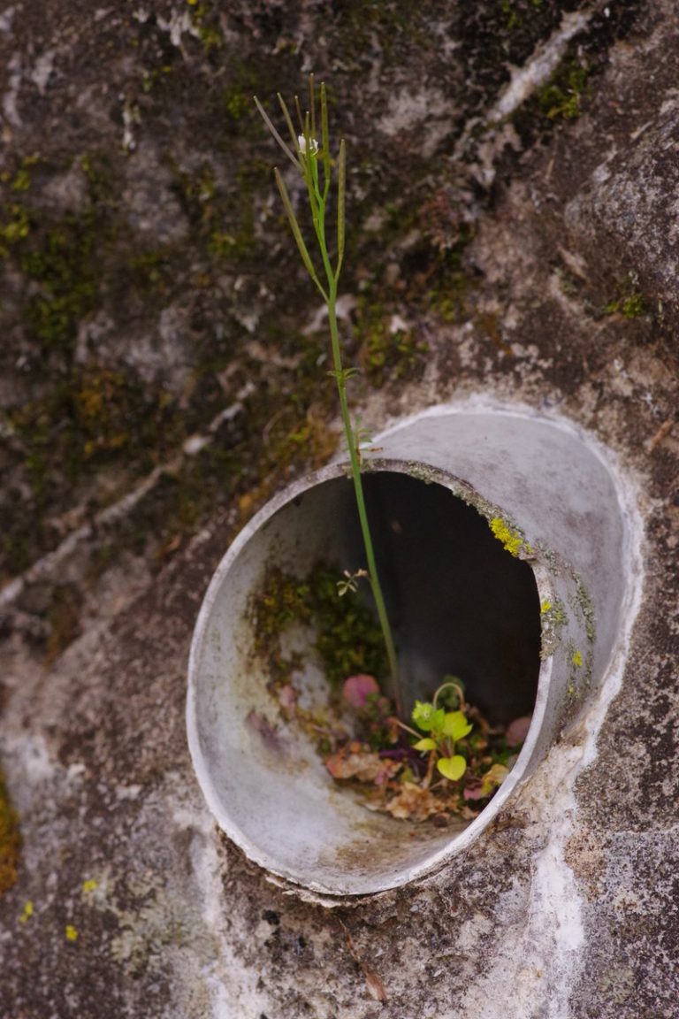 Miniature Gardens Inside the Drainage of Japanese Retaining Walls ...