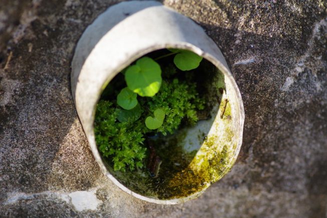 Miniature Gardens Inside the Drainage of Japanese Retaining Walls ...