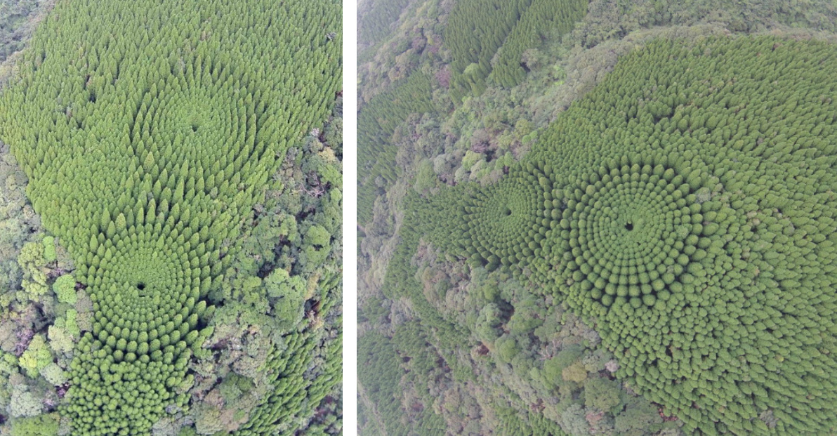 Half a Century in the Making: Tree ‘Crop Circles’ Emerge in Japan ...
