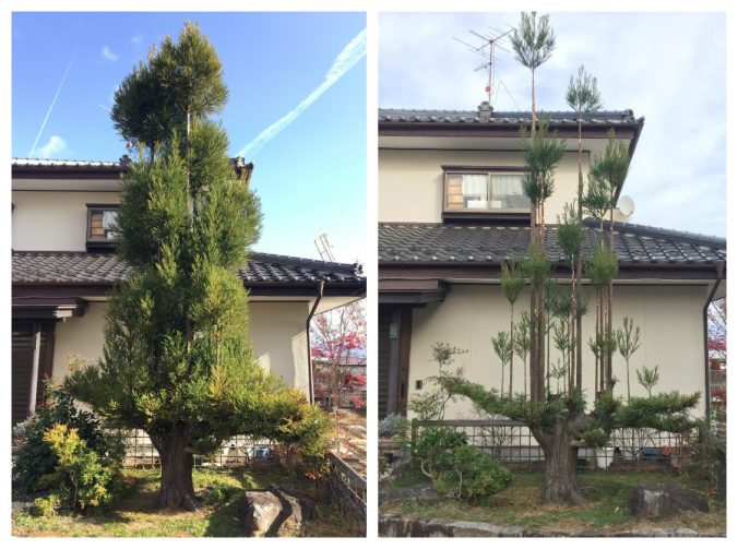 Daisugi: The Japanese Forestry Technique of Creating a Tree Platform ...