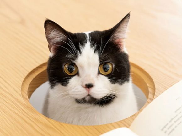 This Cat Table Gives Your Feline a Seat in the Table | Spoon & Tamago