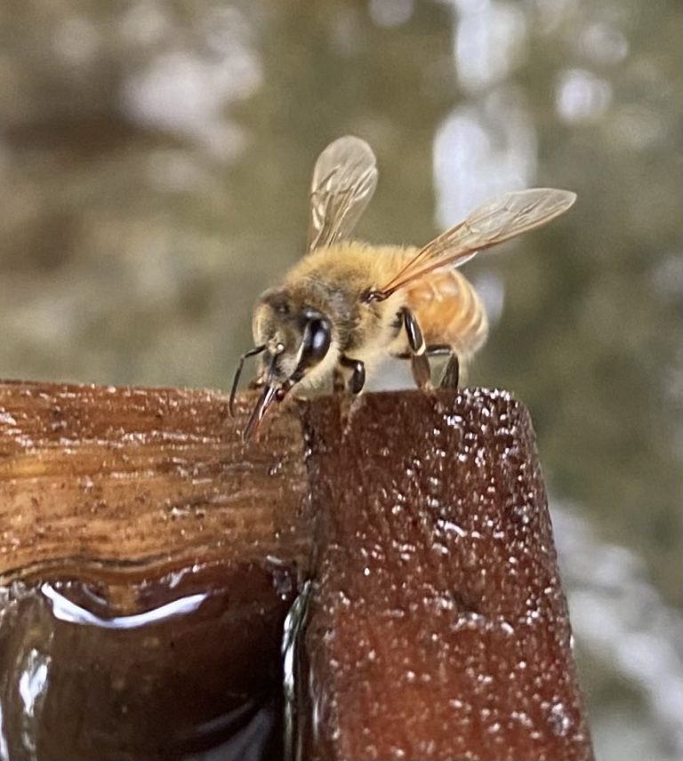 Hitokotonushi Shrine in Ibaraki Hosts Summertime Honey Bee Oasis ...