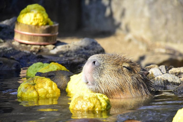 Birthplace of the Capybara Hot Bath Celebrates 40 years of Rodent ...