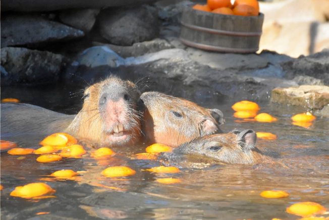 Birthplace of the Capybara Hot Bath Celebrates 40 years of Rodent ...