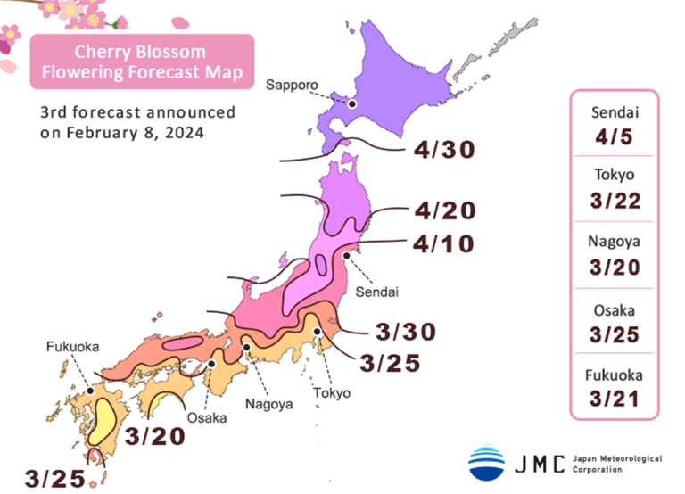 Kawazu Cherry Blossoms in Shizuoka Now in Full Bloom | Spoon & Tamago