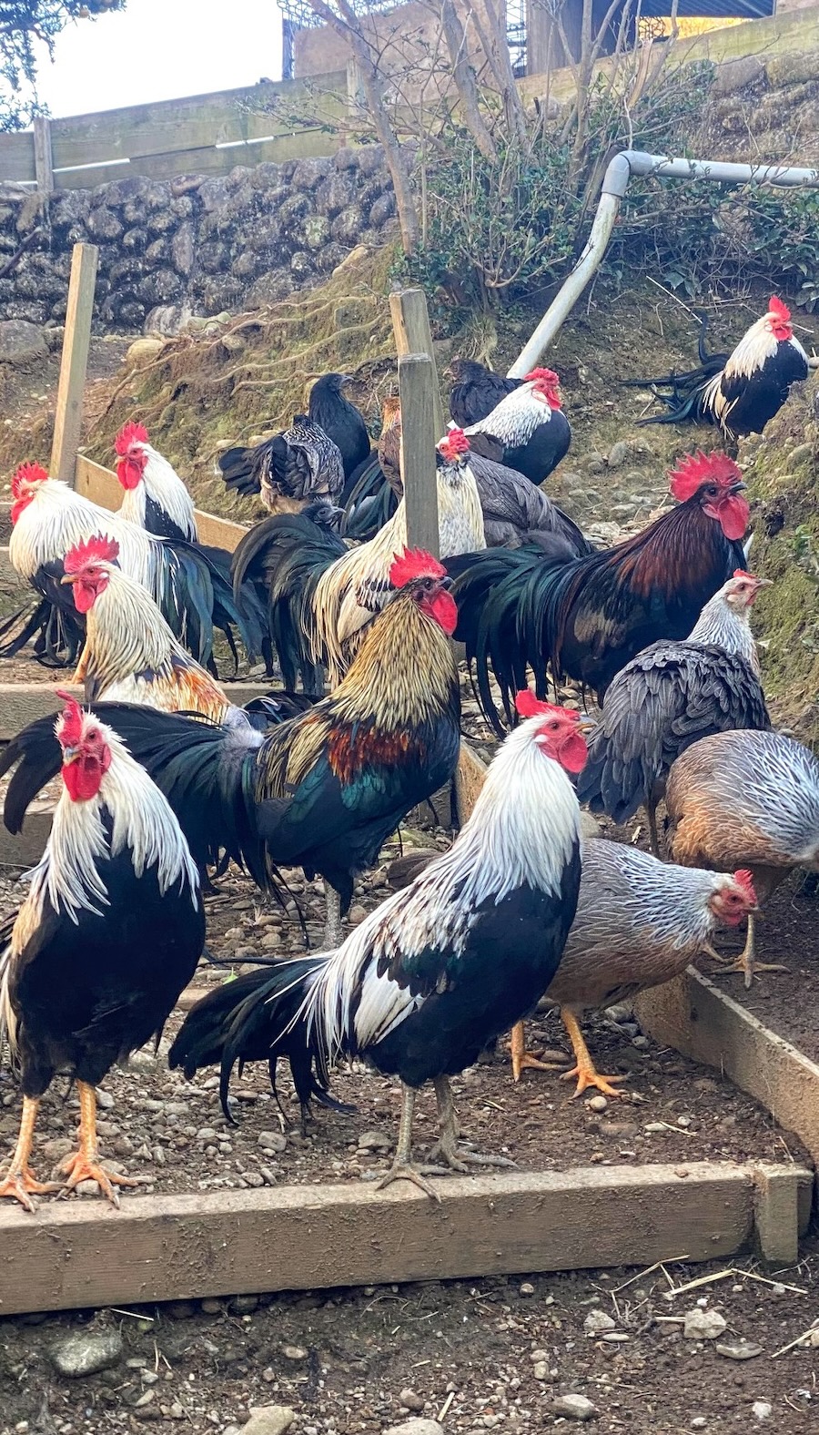 Photographer Meticulously Recreates Images of Chickens Painted by Edo ...