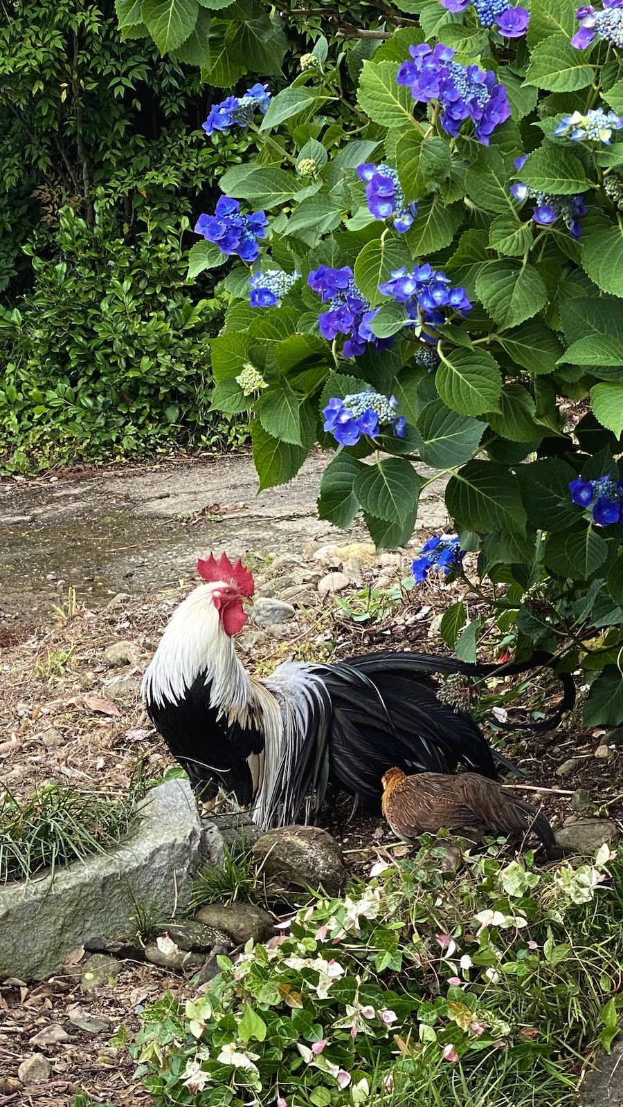 Photographer Meticulously Recreates Images of Chickens Painted by Edo ...