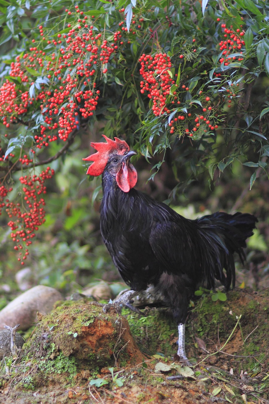 Photographer Meticulously Recreates Images of Chickens Painted by Edo ...