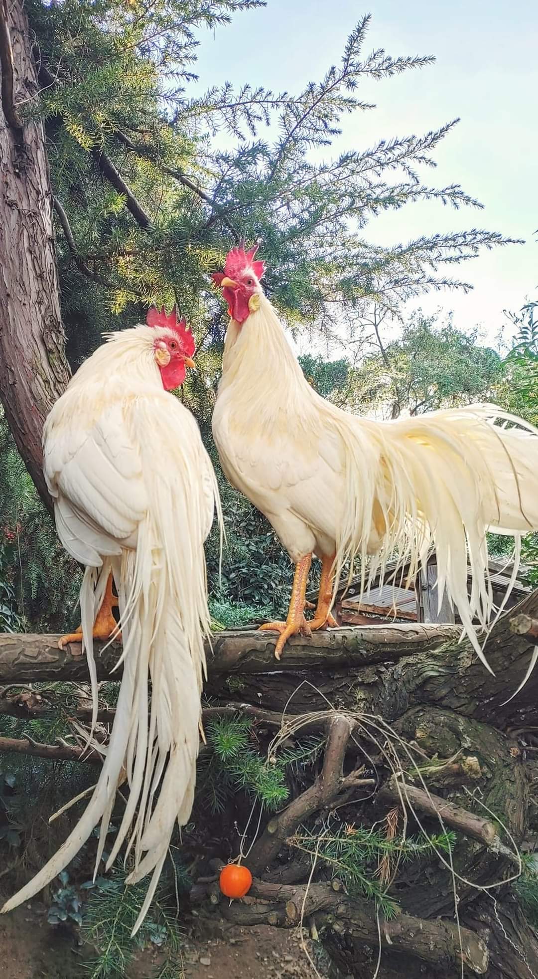 Photographer Meticulously Recreates Images of Chickens Painted by Edo ...